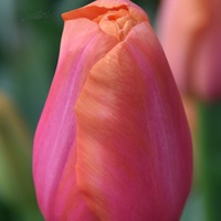 Buy Tulipa 'Avignon'